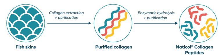 All about collagen peptides and their role in our body - Naticol