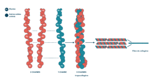 Tout savoir sur les peptides de collagène et leur rôle physiologique ...
