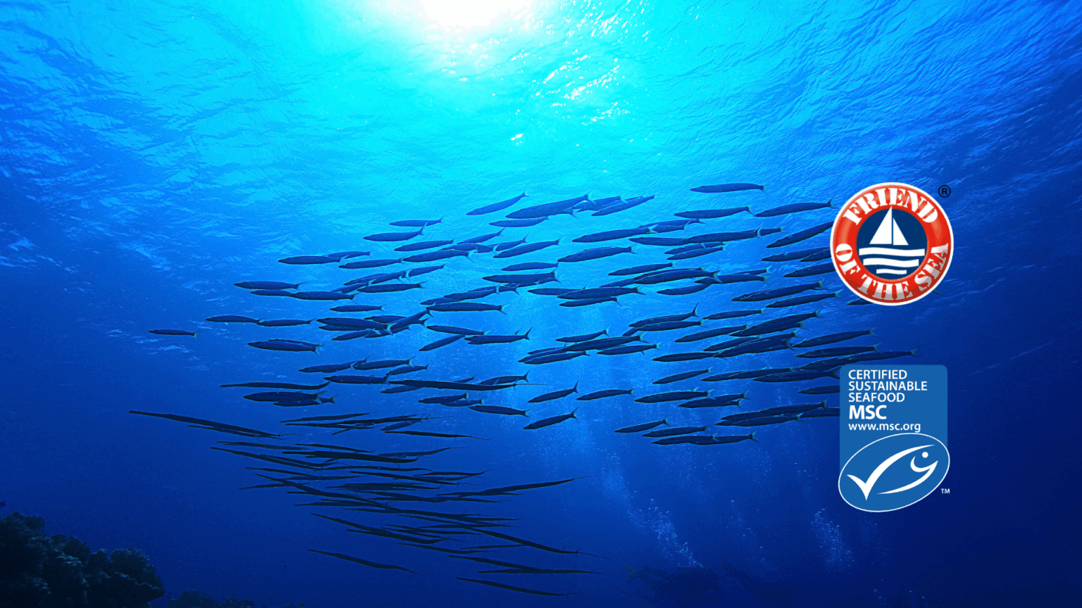 Naticol : peptides de collagène marin d’origine naturelle